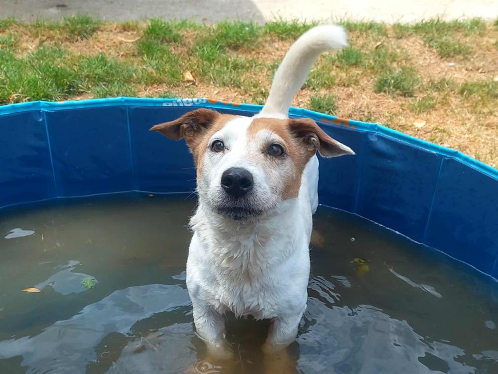 Jack Russel à adopter à la SPA