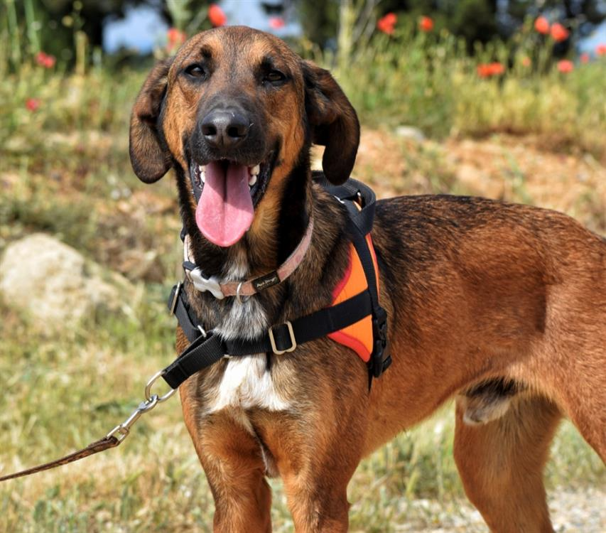 Adopter YUJI, Chien - La SPA - Refuge de Perpignan