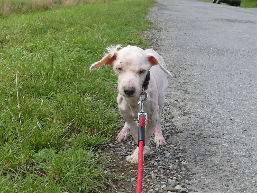 Bichon à adopter à la SPA
