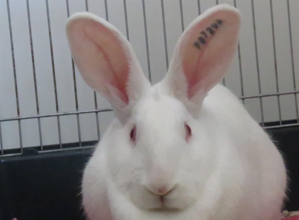 Refuge SPA de Luynes - Tours – 37 –Indre-et-Loire – Adoption