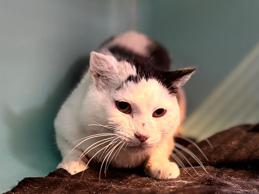 Adopter SNOW, Chat - La SPA - Refuge de Thionville
