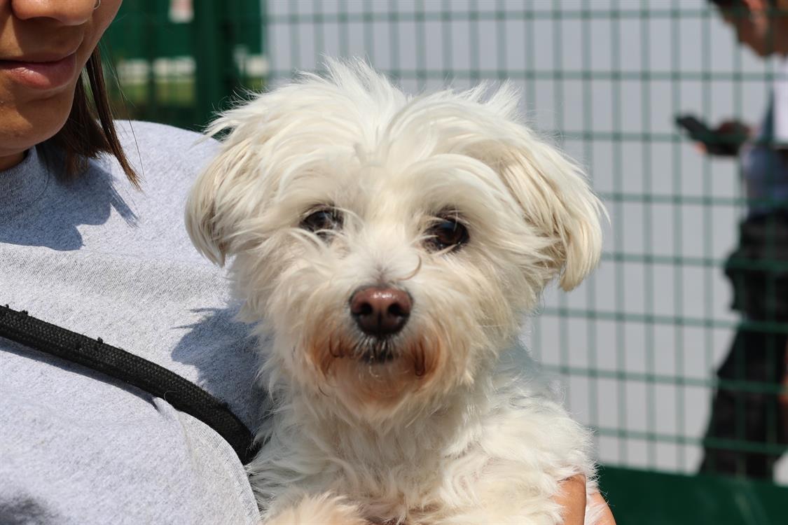 Bichon à adopter à la SPA