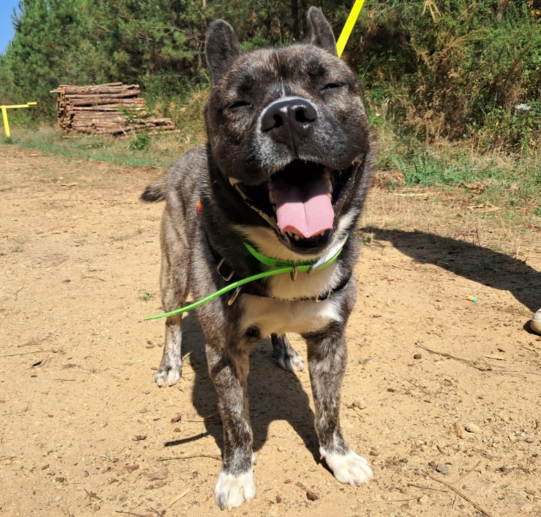 Adopter un Shiba inu - LA SPA