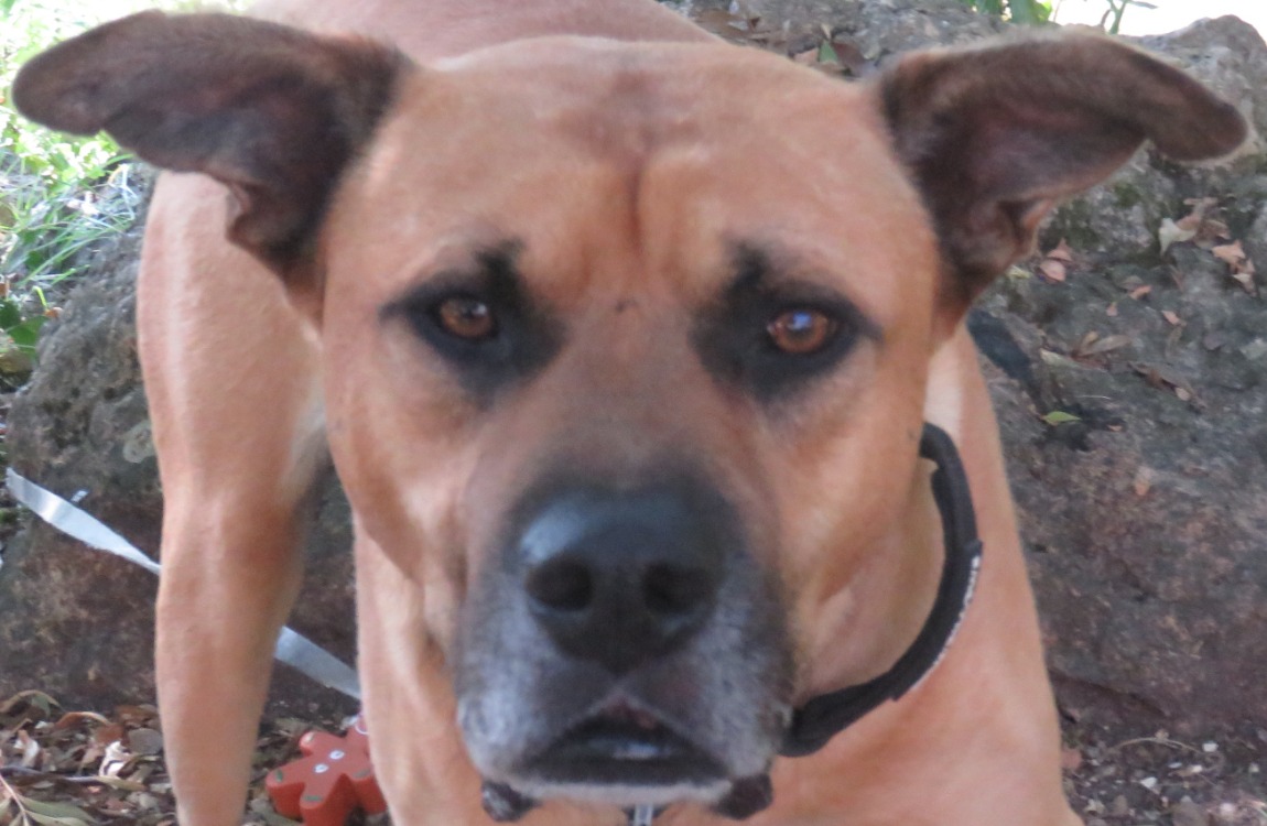 Refuge SPA de Luynes - Tours – 37 –Indre-et-Loire – Adoption