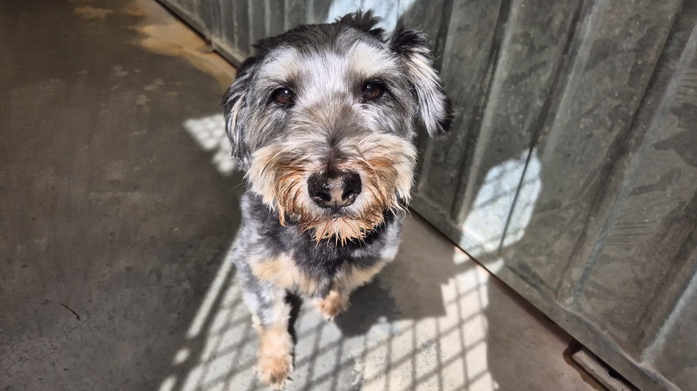 Bichon à adopter à la SPA