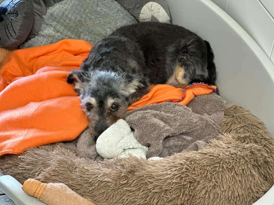 Adopter GRIBOUILLE, Chien - La SPA - Refuge de Saint-Omer – Le Brockus