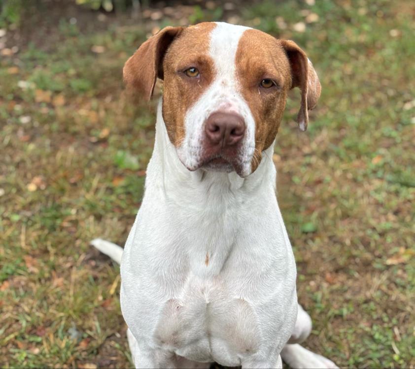 Refuge SPA de Compiègne – 60 – Oise – Adoption