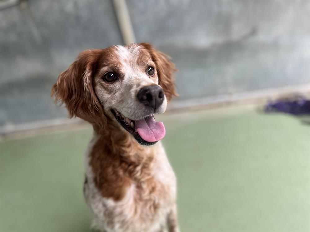 Adopter un Épagneul Breton - LA SPA