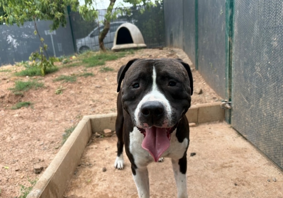 Adopter un Labrador - LA SPA