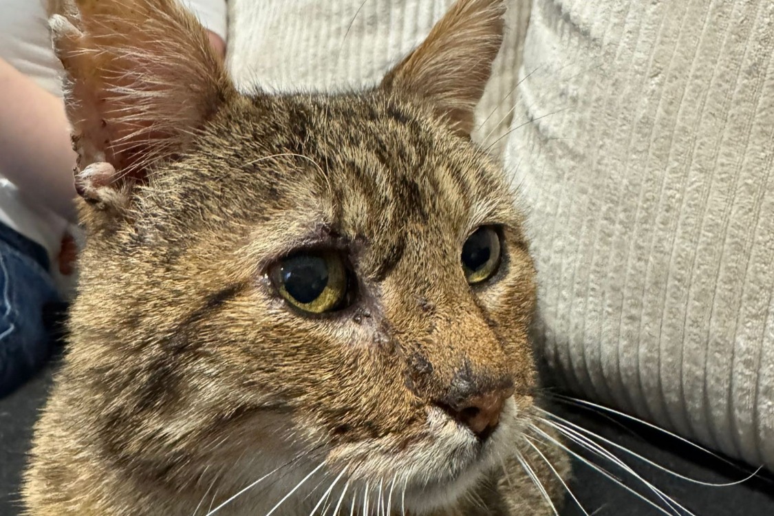 Adopter MAYO, Chat - La SPA - Refuge de Rennes