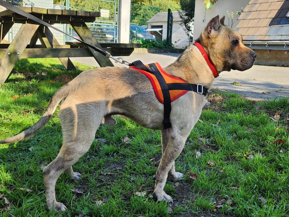 Adopter TROTTY, Chien - La SPA - Refuge de Luynes – Tours