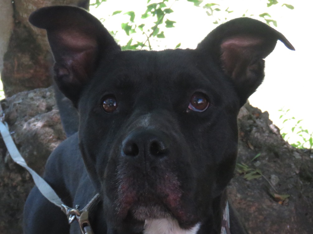 Refuge SPA de Luynes - Tours – 37 –Indre-et-Loire – Adoption