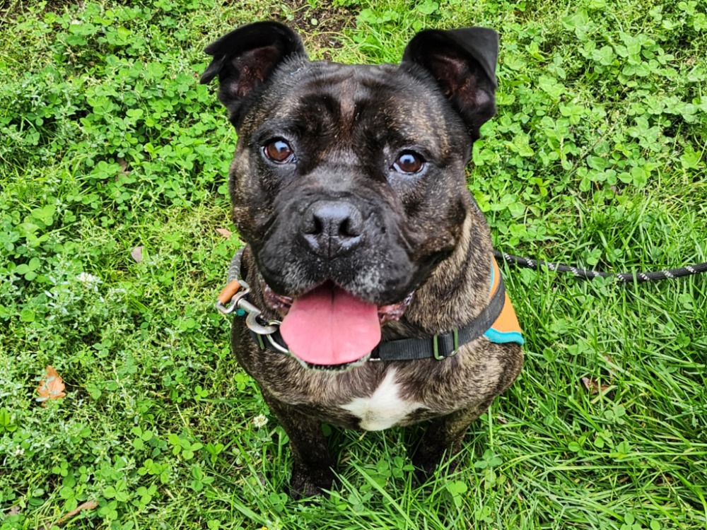 Adopter DJACK, Chien - La SPA - Refuge de Luynes – Tours