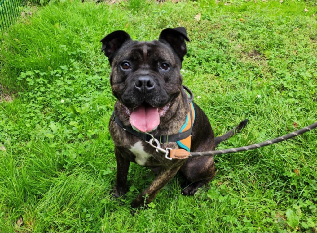 Adopter DJACK, Chien - La SPA - Refuge de Luynes – Tours