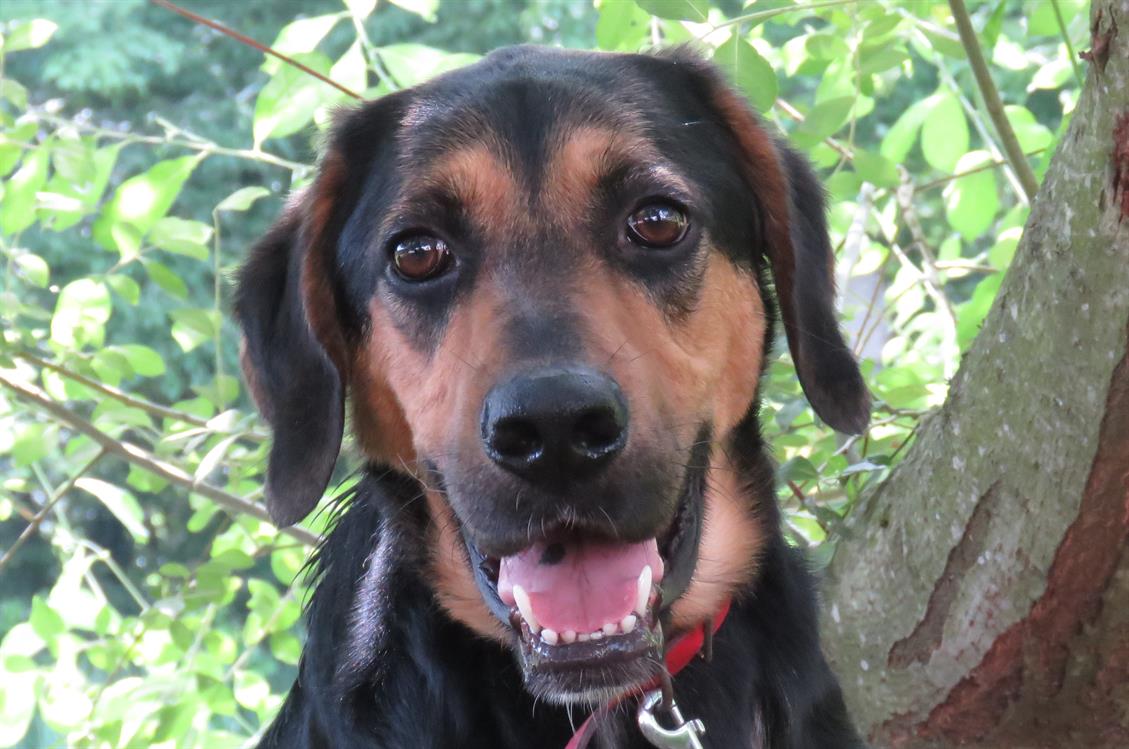 Refuge SPA de Luynes - Tours – 37 –Indre-et-Loire – Adoption