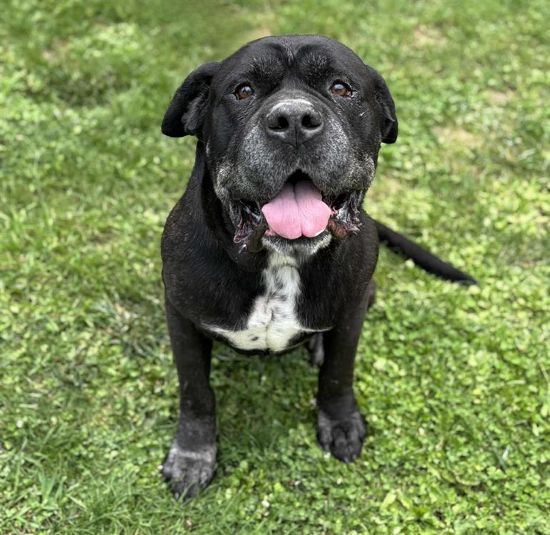 Adopter un Cane corso - LA SPA