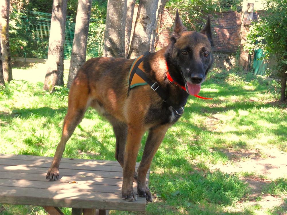 Adopter NASKO, Chien - La SPA - Refuge de Cholet – De l'Espérance