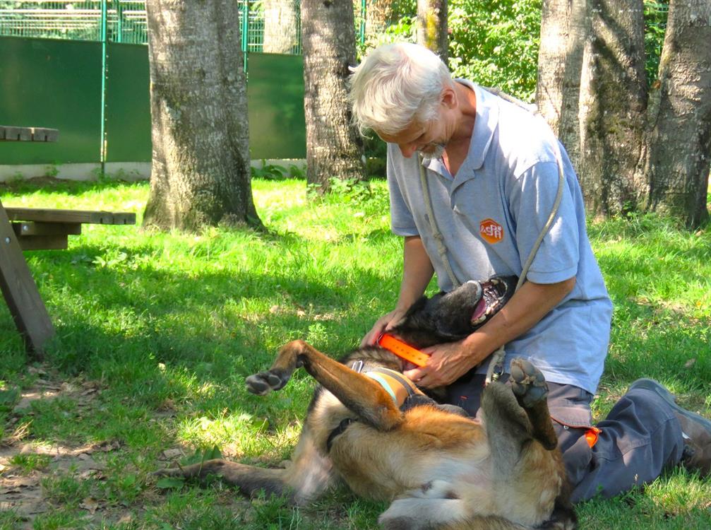 Adopter NASKO, Chien - La SPA - Refuge de Cholet – De l'Espérance
