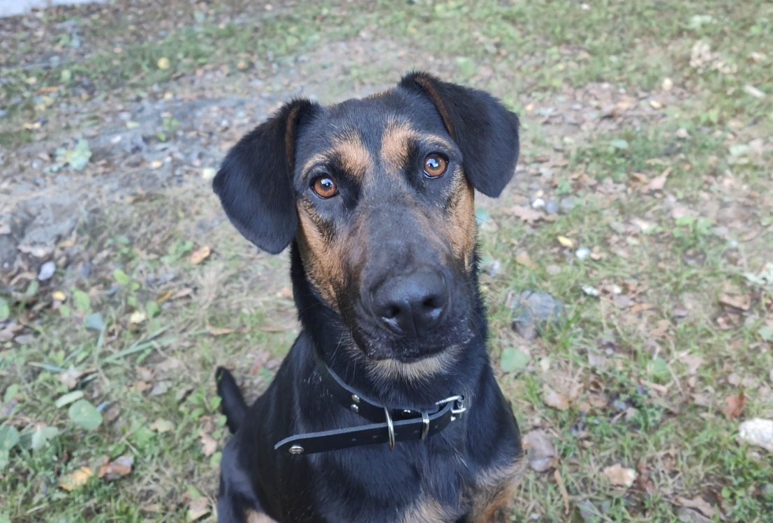 Adopter GLOSSY, Chien - La SPA - Refuge de Luynes – Tours