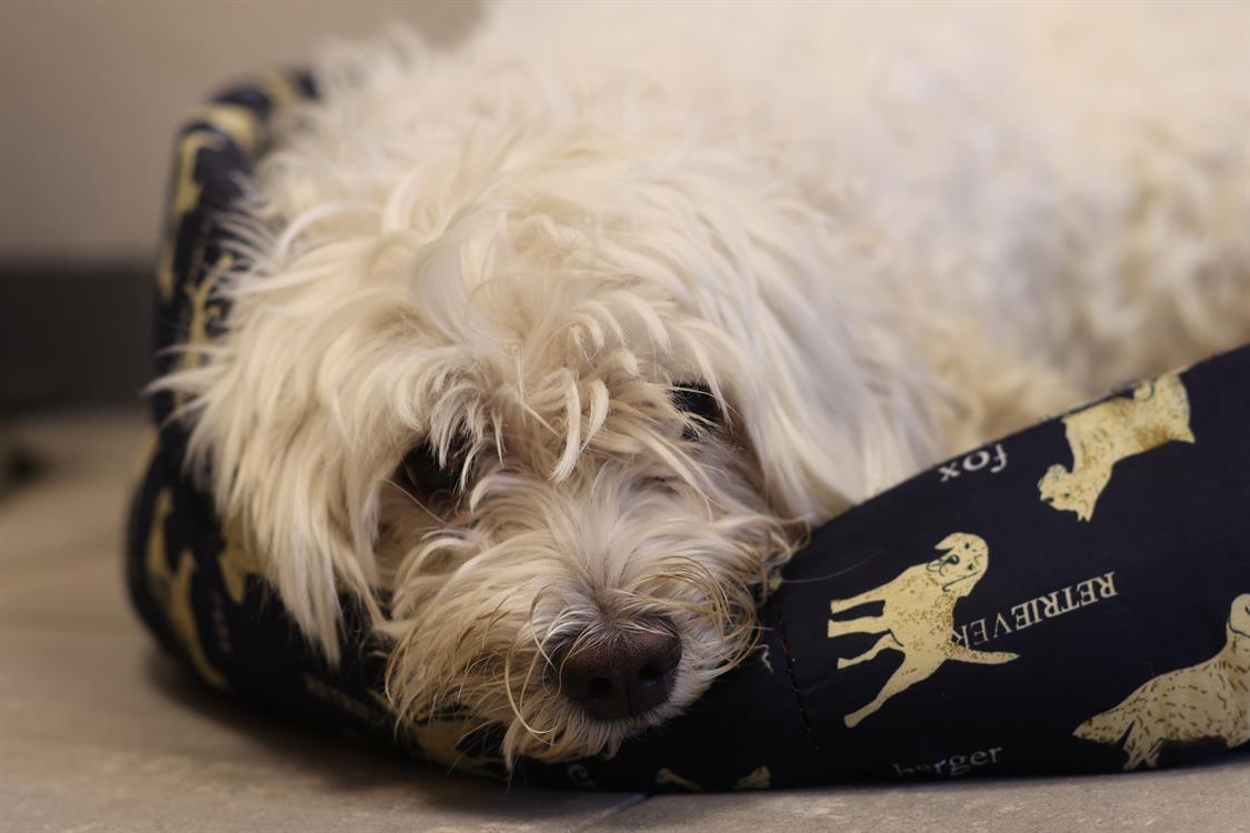 Bichon à adopter à la SPA