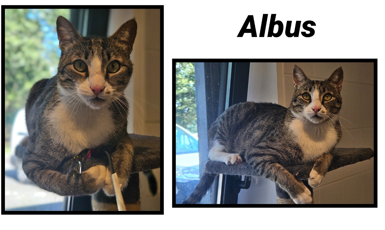 Adopter ALBUS, Chat - La SPA - Refuge du Cotentin – Cherbourg