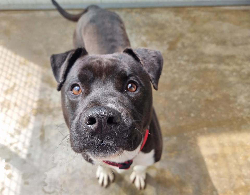 Adopter Magnus, Chien - La SPA - Refuge de Millau – L'Escale