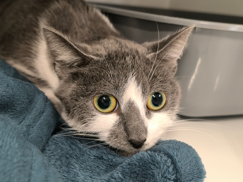 La SPA – Refuge des Ardennes – Maubert-Fontaine - LA SPA