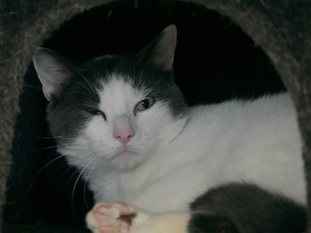 Adopter Motunui, Chat - La SPA – Refuge des Ardennes - Maubert-Fontaine