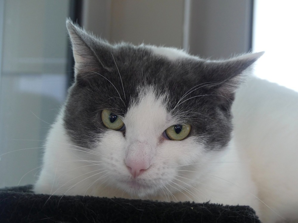 Adopter Motunui, Chat - La SPA – Refuge des Ardennes - Maubert-Fontaine