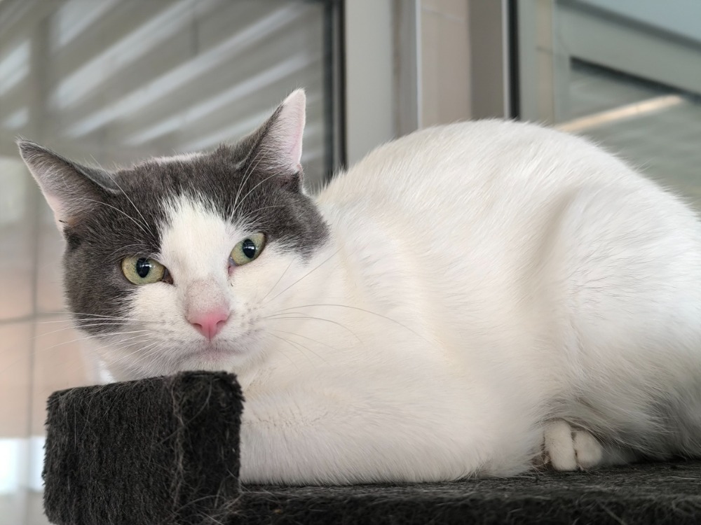 Adopter Motunui, Chat - La SPA – Refuge des Ardennes - Maubert-Fontaine