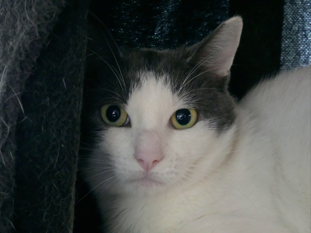 Adopter Motunui, Chat - La SPA – Refuge des Ardennes - Maubert-Fontaine