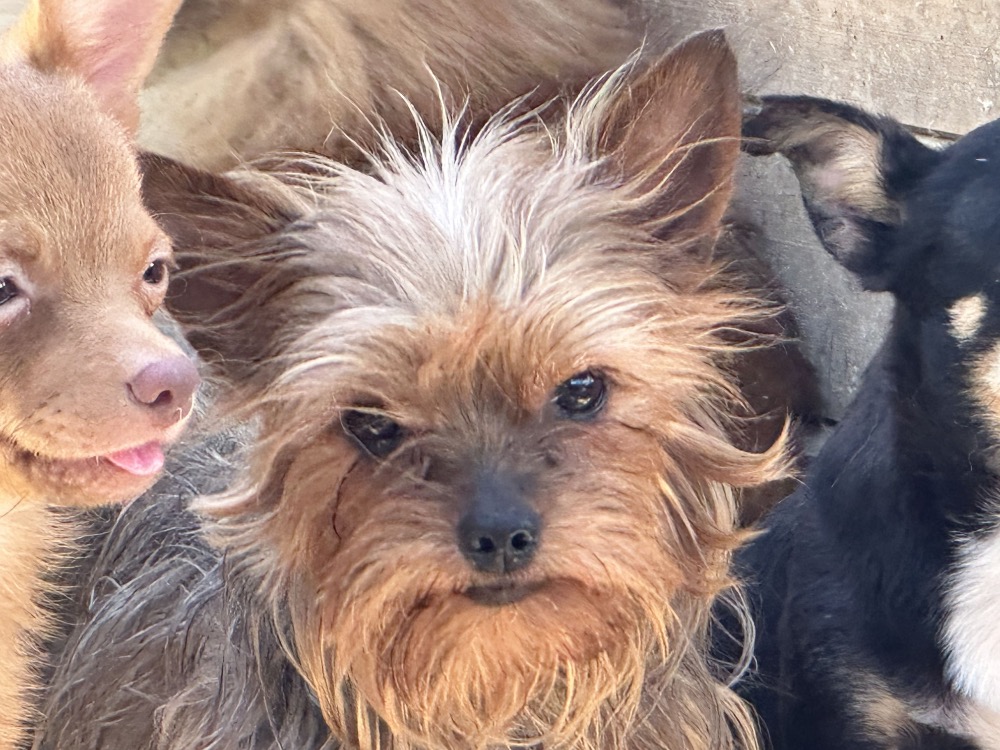 Yorkshire à adopter à la SPA