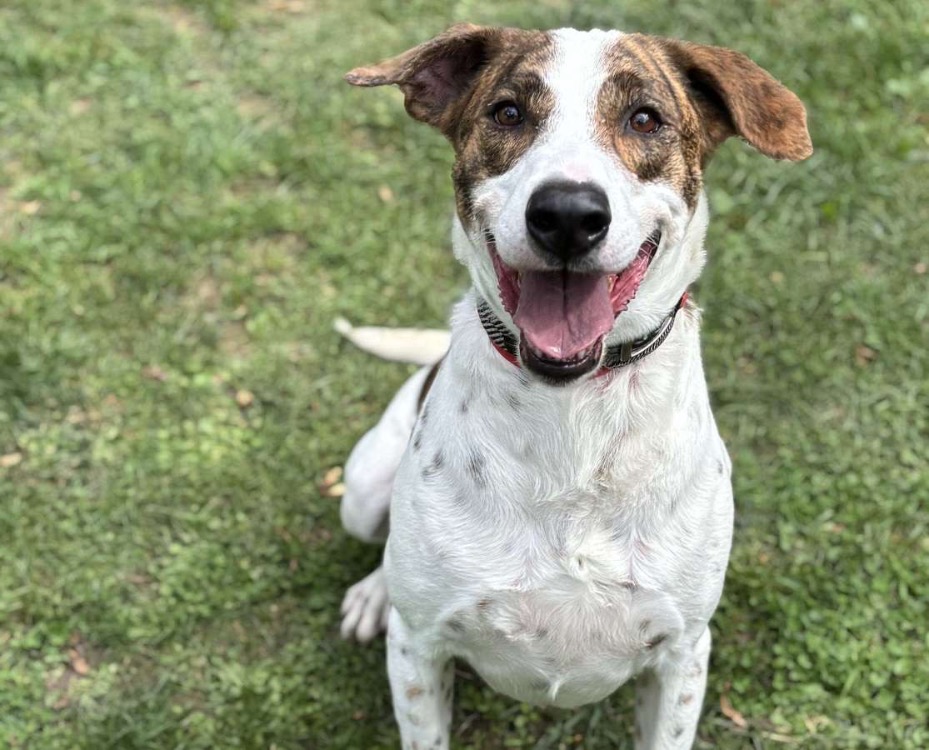 Refuge SPA de Compiègne – 60 – Oise – Adoption