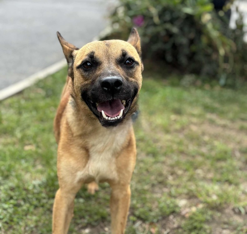 Refuge SPA de Compiègne – 60 – Oise – Adoption