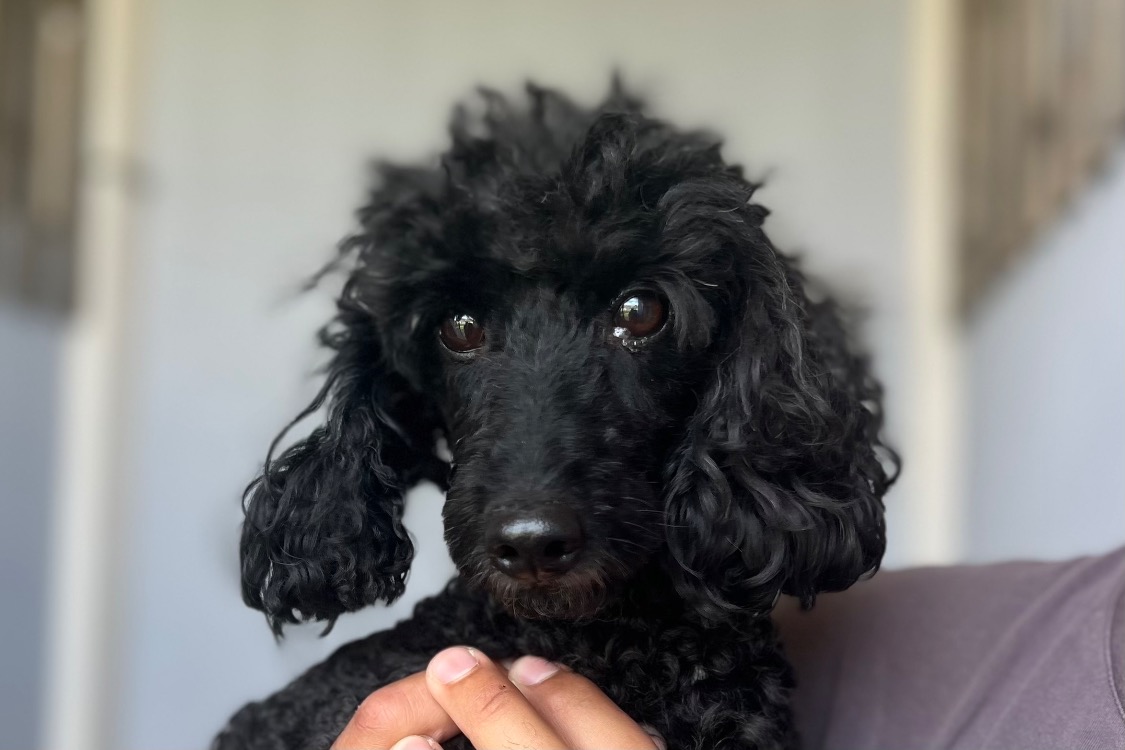 Adopter un Caniche - LA SPA