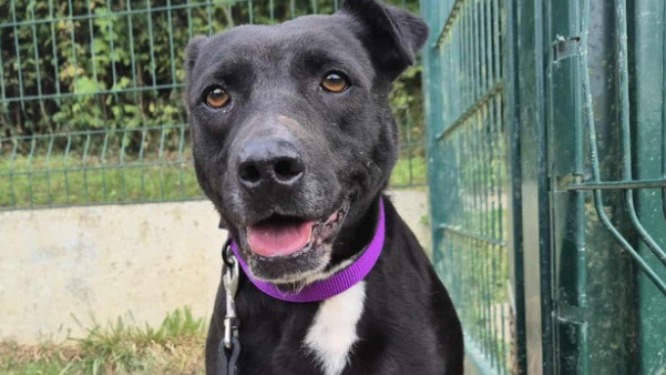 Adopter JENNY, Chien - La SPA - Refuge d'Arry – Gerhard Cramer