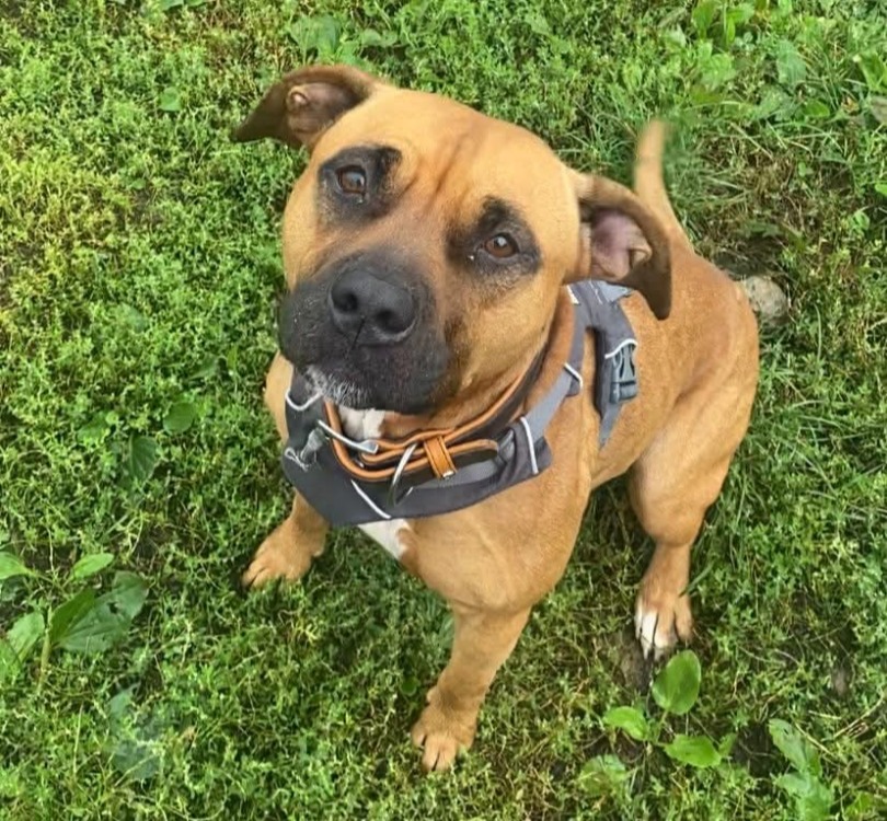 Adopter un Boxer - LA SPA