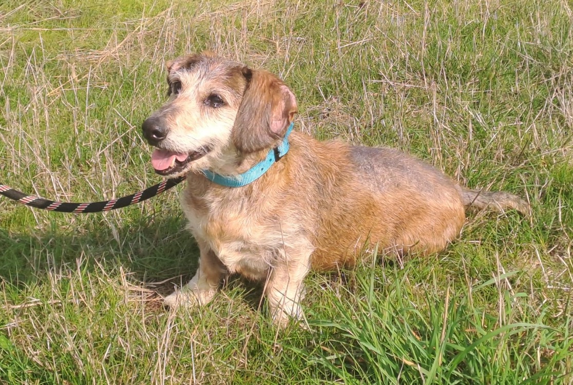 Adopter un Teckel - LA SPA