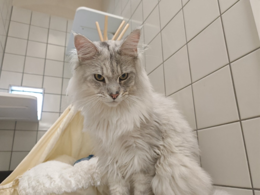 Adopter un Maine Coon - LA SPA