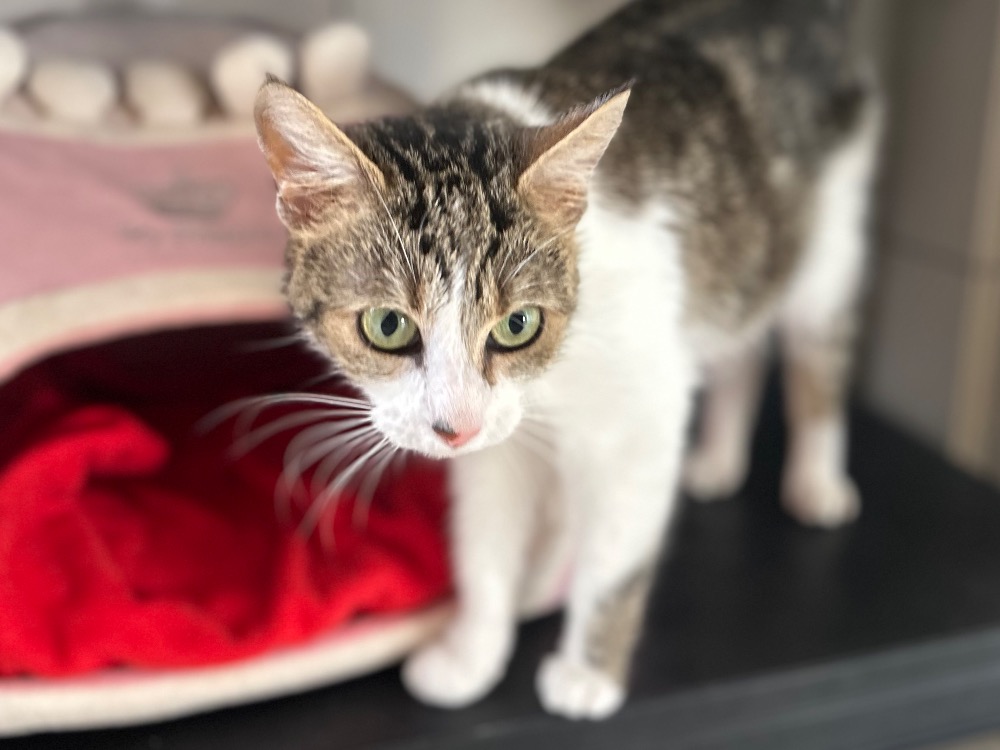 Refuge SPA d'Yvré-L'Évèque - Le Mans– 72 – Sarthe – Adoption