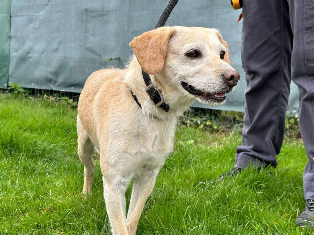 Adopter MILO, Chien - La SPA - Refuge de Saint-Omer – Le Brockus