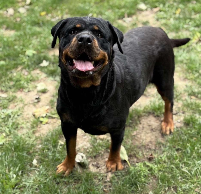 Adopter un Rottweiler - LA SPA