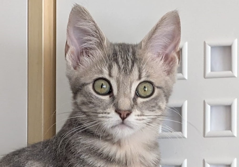 Refuge SPA de Luynes - Tours – 37 –Indre-et-Loire – Adoption