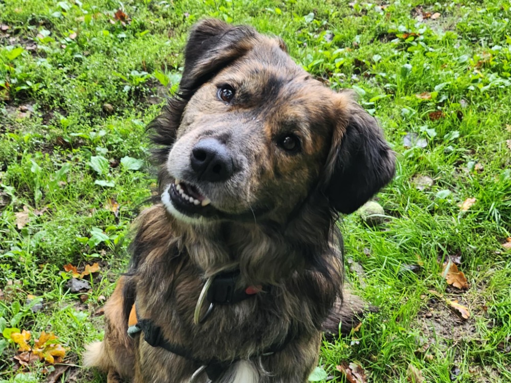 Refuge SPA de Luynes - Tours – 37 –Indre-et-Loire – Adoption