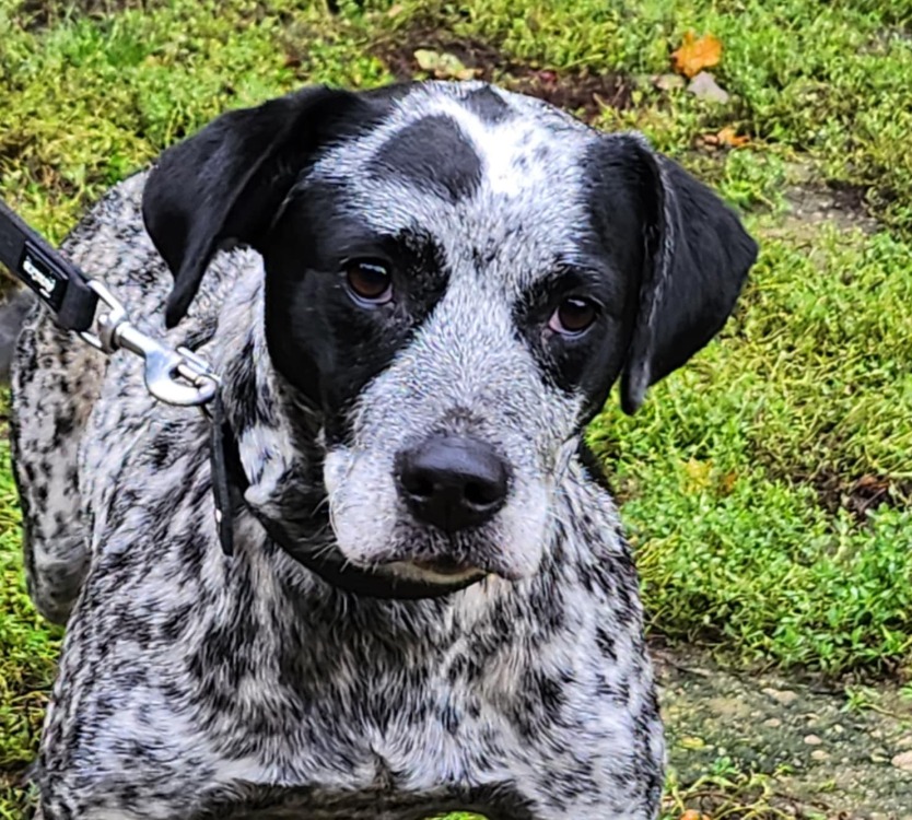 Refuge SPA de Luynes - Tours – 37 –Indre-et-Loire – Adoption