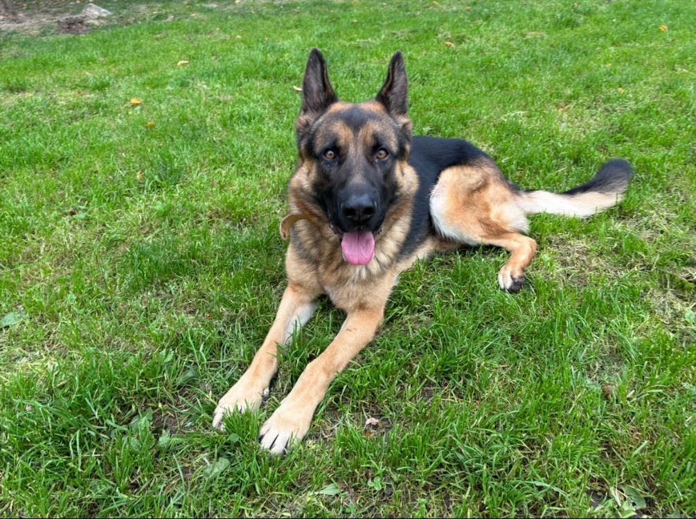 Adopter ERWAN paa23029, Chien - La SPA - Refuge de Plaisir