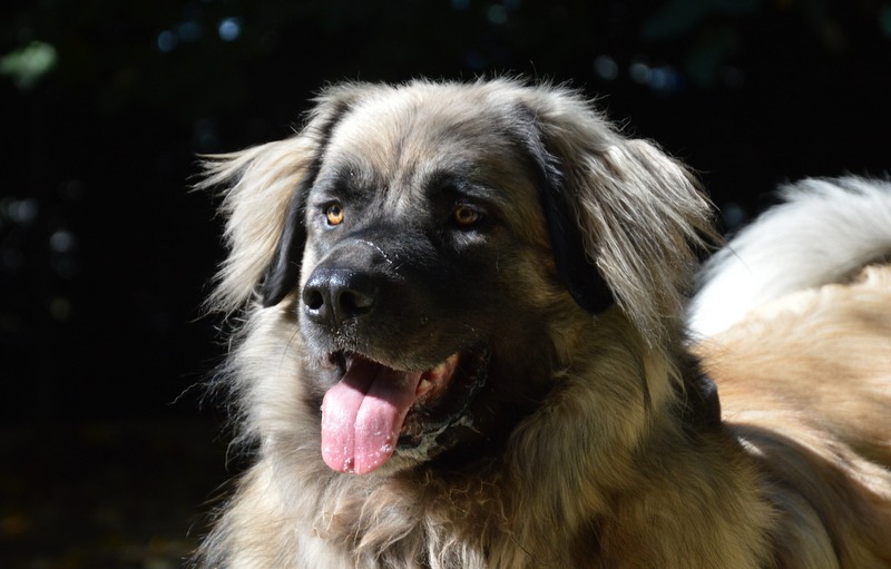 Adopter SIMBA CHAO, Chien - La SPA - Refuge de Chamarande