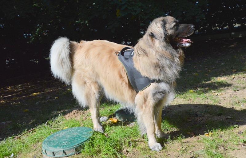 Adopter SIMBA CHAO, Chien - La SPA - Refuge de Chamarande