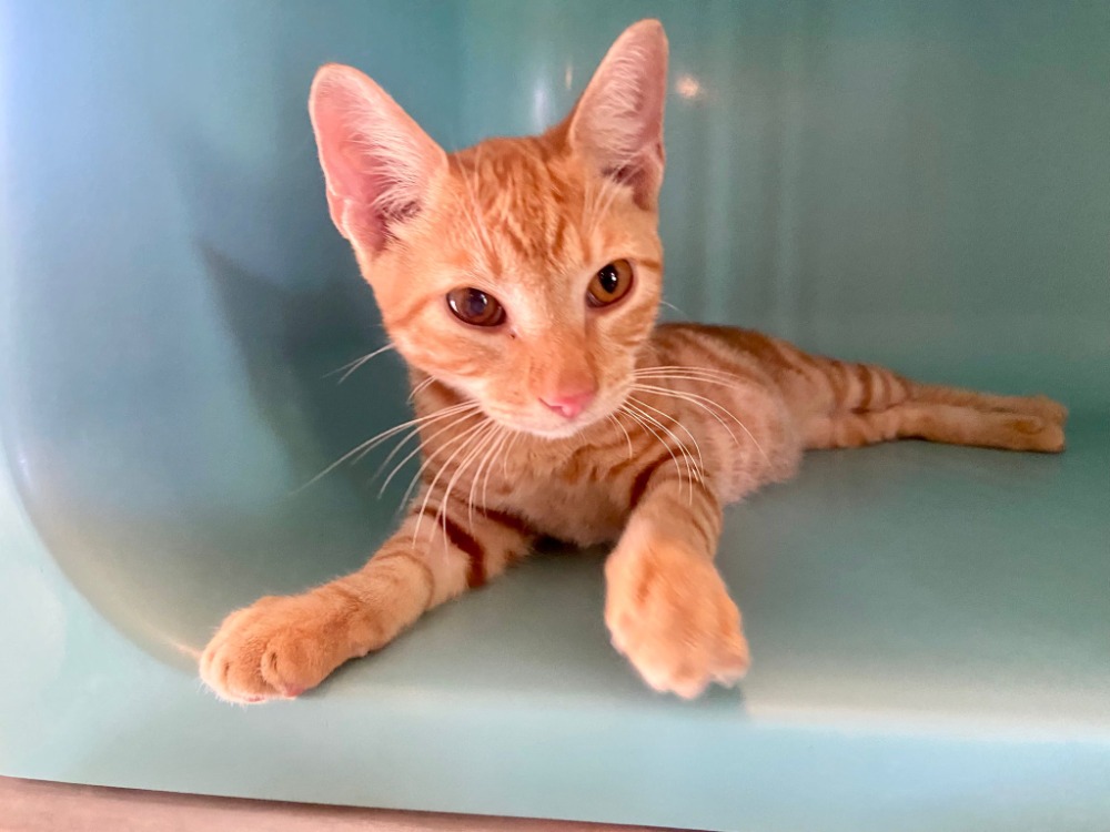 Refuge SPA de Guadeloupe – Papillon – 97 – Guadeloupe – Adoption