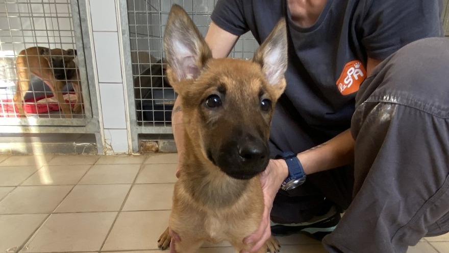 Refuge SPA d'Arry - Gerhard Cramer– 57 – Moselle – Adoption